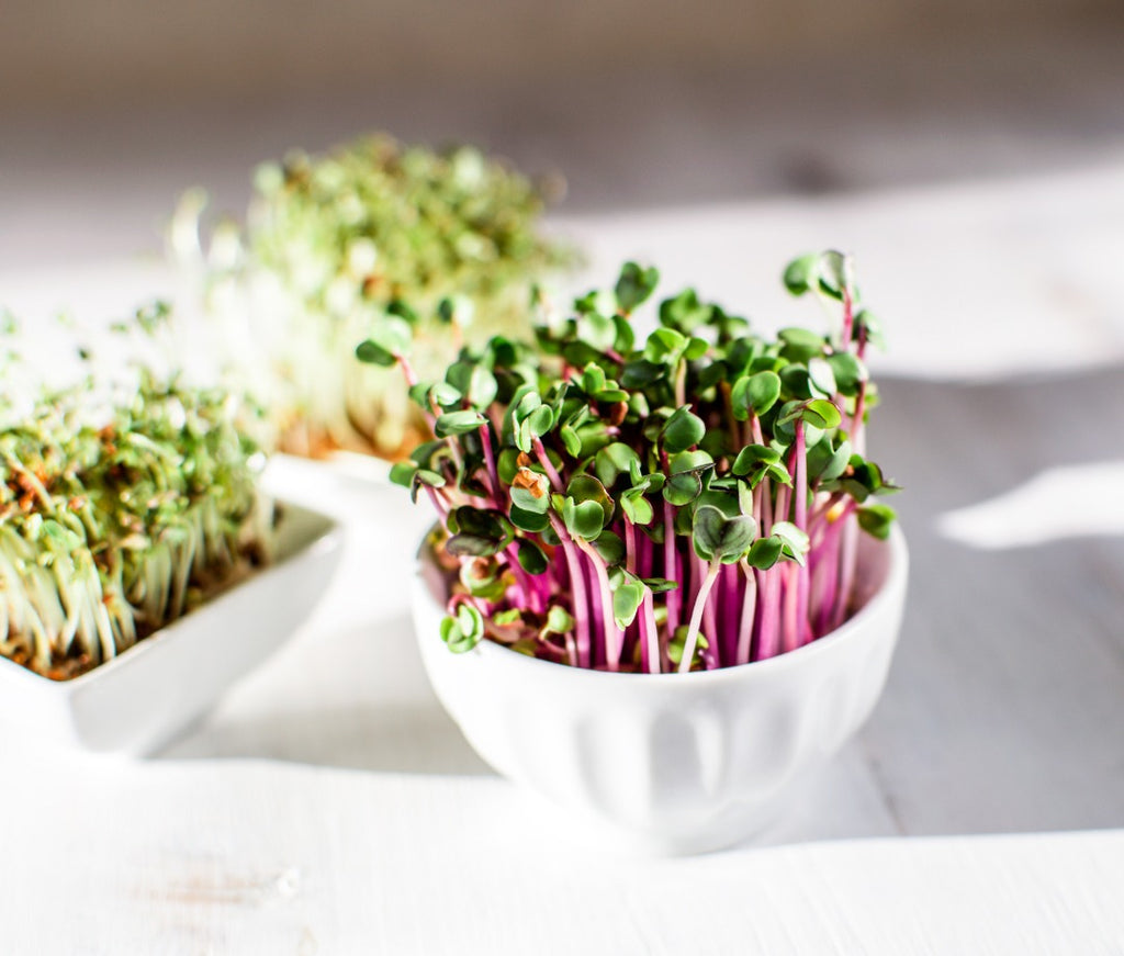 What are microgreens? – Shroot